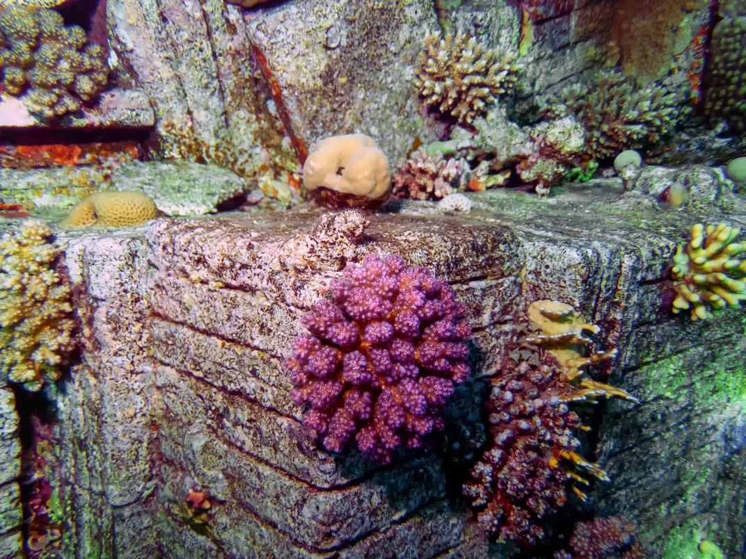 Égypte : dix sites de plongée féériques en mer Rouge – FrenchWineLove